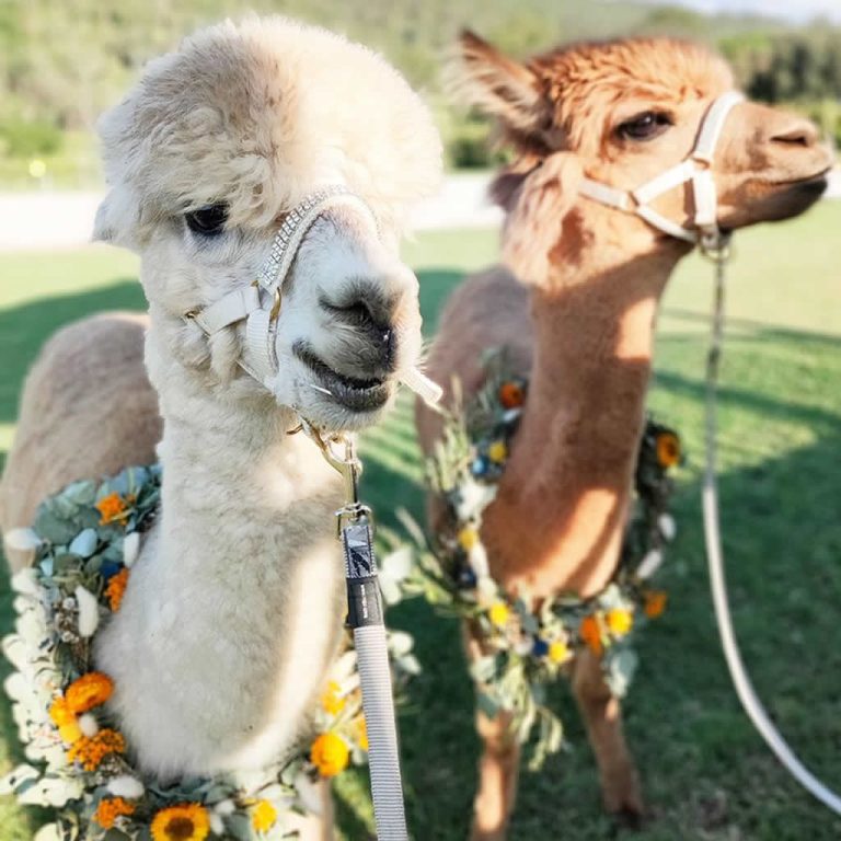 Alpaca Rental – Alpaca Hire